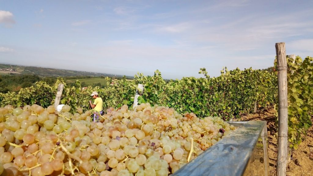 Picollo Ernesto Gavi | Volio Imports